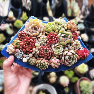 Ý Nghĩa Của Cây Hoa Sen đá Trong Tình Yêu Và Phong Thủy