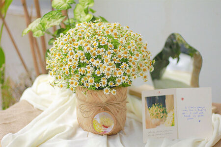 Ý Nghĩa Của Hoa Cúc Tana Loài Hoa Cúc Trắng Dễ Thương